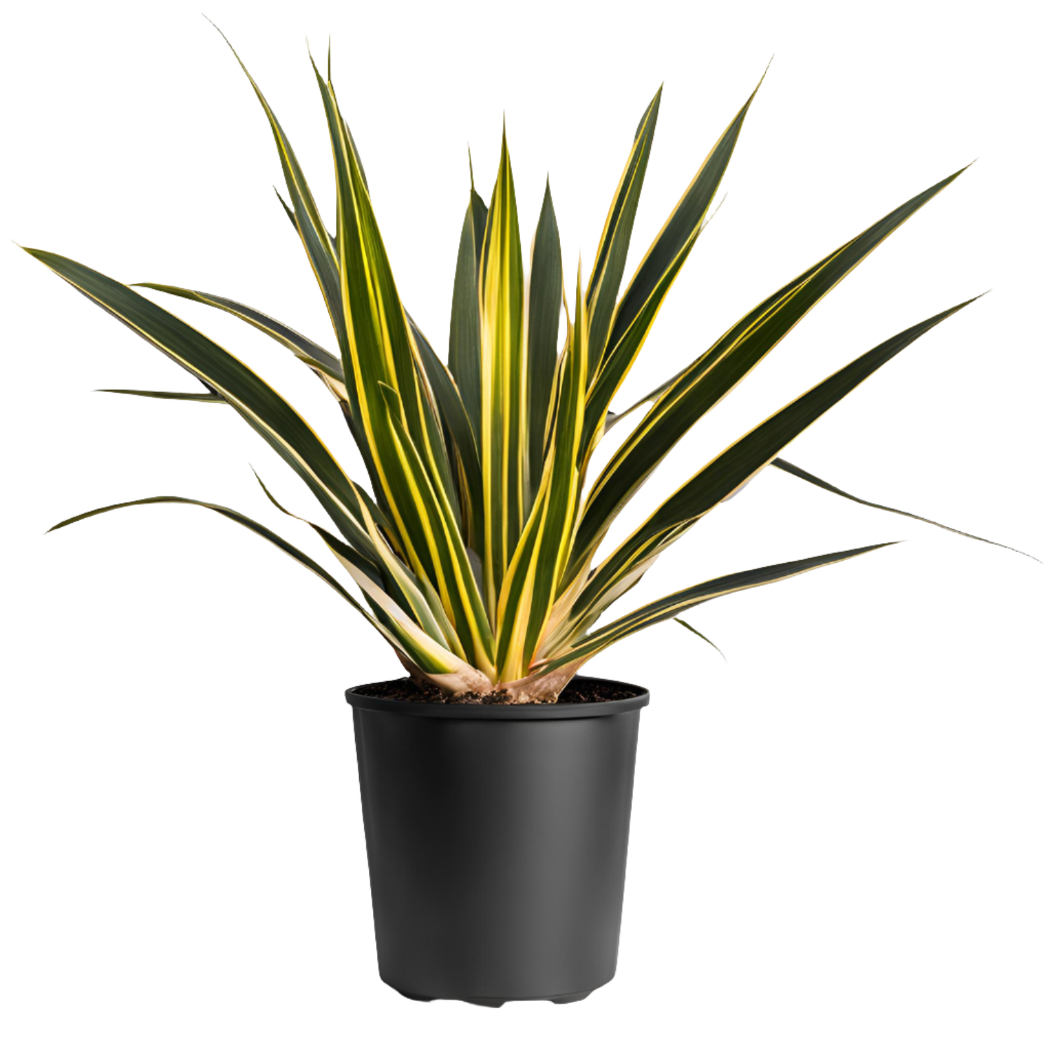 Pandanus Variegated (Golden) - Exotic Indoor Plant with Striking ...